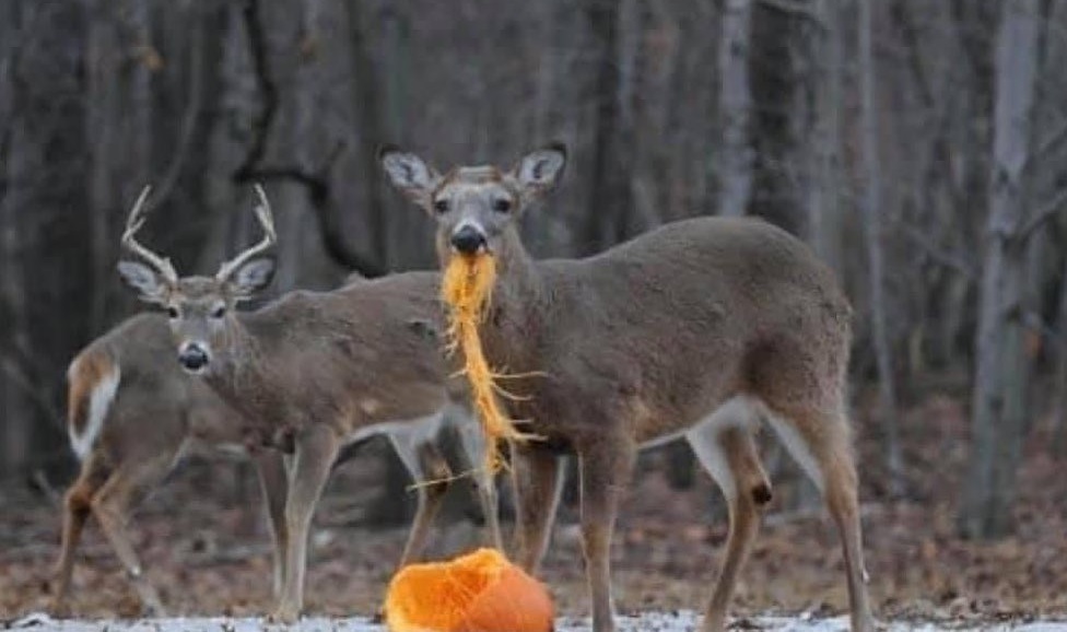 What To Do With Old, Rotting Pumpkins - The Garden Magazine