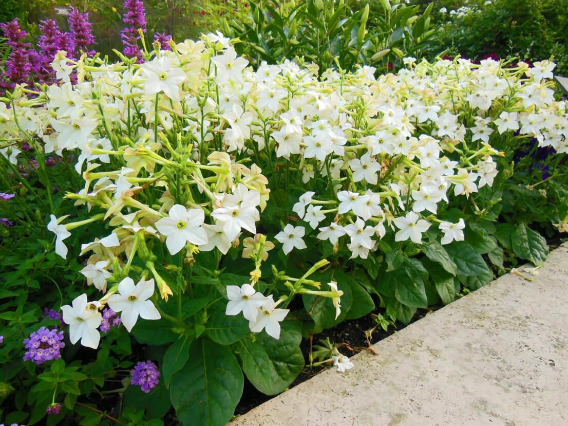 Flowering Tobacco Growing And Care Guide - The Garden Magazine