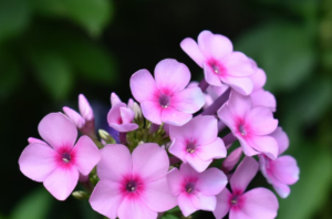 22 Flowers That Bloom In July - The Garden Magazine