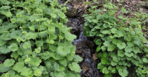 Tellima Grandiflora Growing And Care Guide - The Garden Magazine