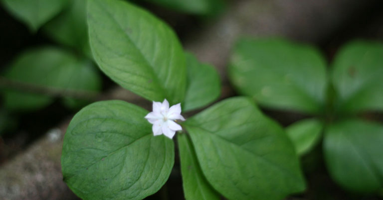 Trientalis Latifolia Growing And Care Guide - The Garden Magazine