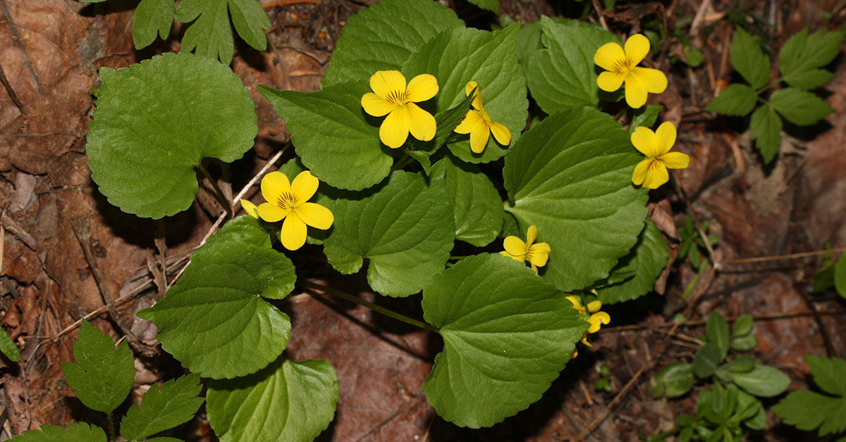 Viola glabella Growing And Care Guide - The Garden Magazine