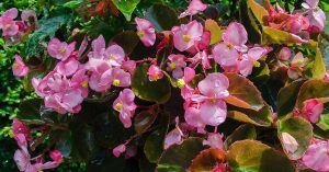 When And How To Deadhead Begonias - The Garden Magazine