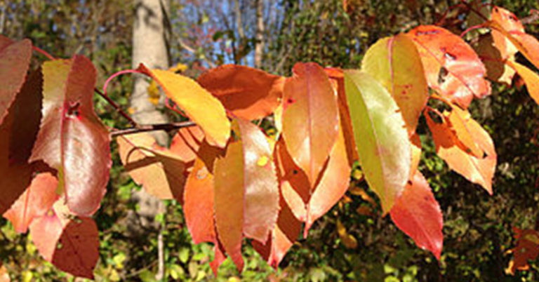 10 Trees With Red Fall Leaves - The Garden Magazine