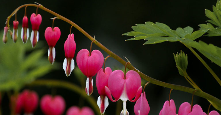 These 29 Flowers Represent Love & Romance - The Garden Magazine