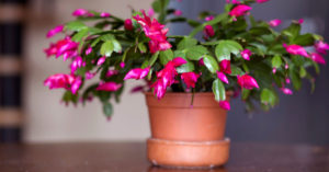 How To Get Your Christmas Cactus To Bloom Well Into January - The ...