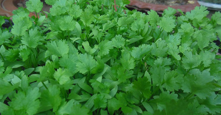 14 Late August Plants You Should Save Seeds From For Next Year - The Garden Magazine