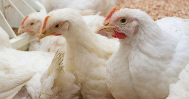 Comprehensive Guide To Cornish Cross Chickens - The Garden Magazine