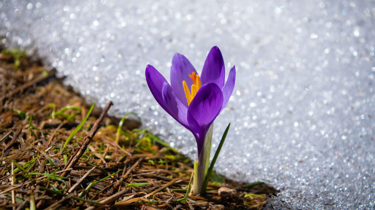 Crocus Growing And Care Guide - The Garden Magazine