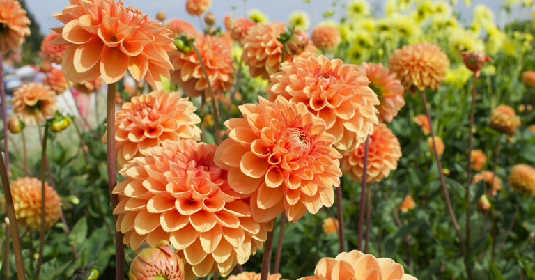 15 Victorian Garden Flowers for a Historic Garden Feel - The Garden ...