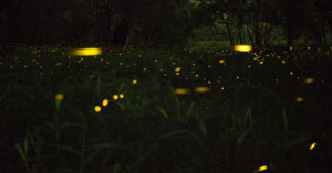 How To Attract Fireflies To Your Yard - The Garden Magazine