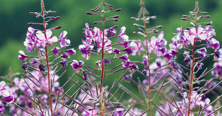 Fireweed Growing And Care Guide - The Garden Magazine