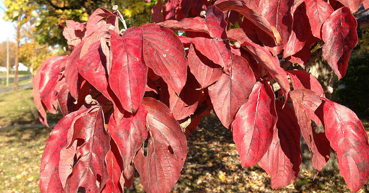 10 Trees With Red Fall Leaves - The Garden Magazine