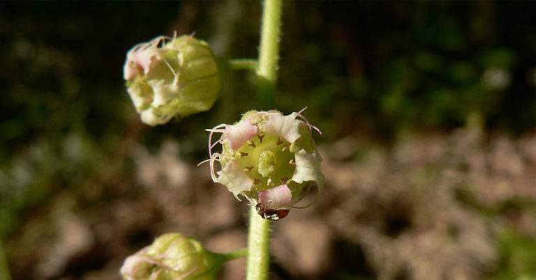 Tellima Grandiflora Growing And Care Guide - The Garden Magazine