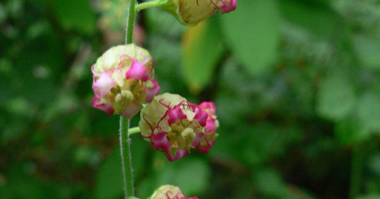 Tellima Grandiflora Growing And Care Guide - The Garden Magazine