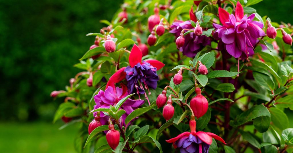 Fuscia Growing And Care Guide - The Garden Magazine