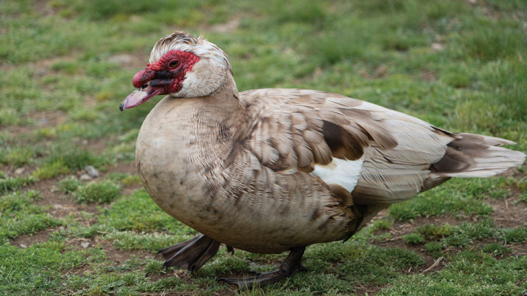 A Complete Guide To Muscovy Duck Care - The Garden Magazine