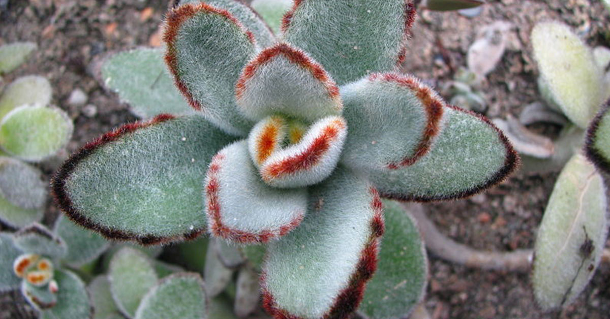 Panda Plant Succulent Care Guide - The Garden Magazine