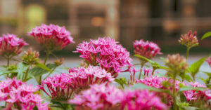 Pentas Growing And Care Guide - The Garden Magazine