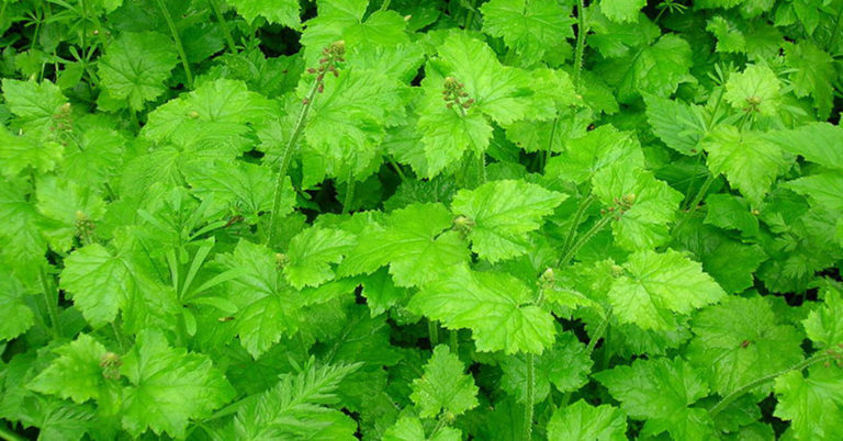 Piggyback Plant Growing And Care Guide - The Garden Magazine