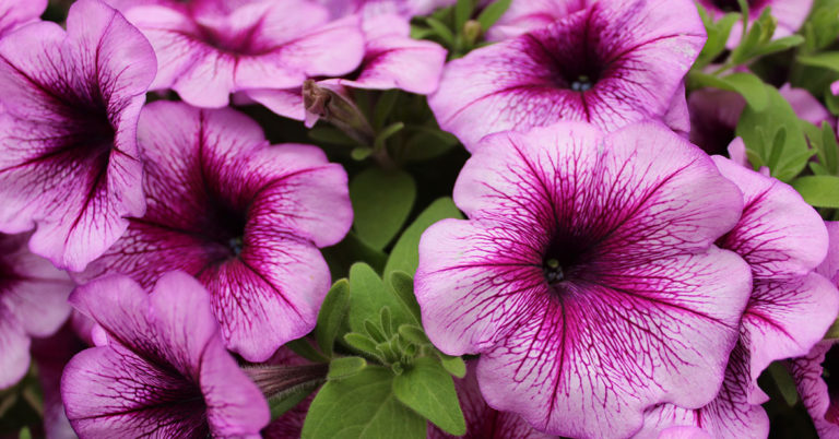 Petunia Growing And Care Guide - The Garden Magazine