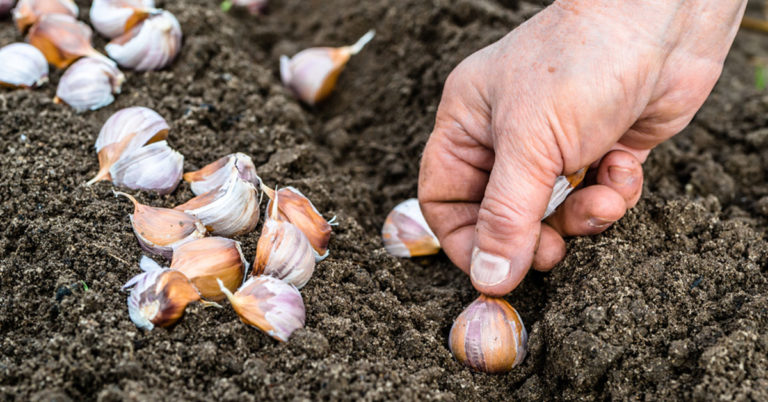 11 Ways To Treat Your Dying Garlic Crop - The Garden Magazine