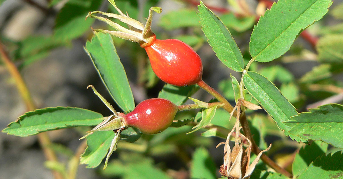 Rosa Woodsii Growing And Care Guide - The Garden Magazine