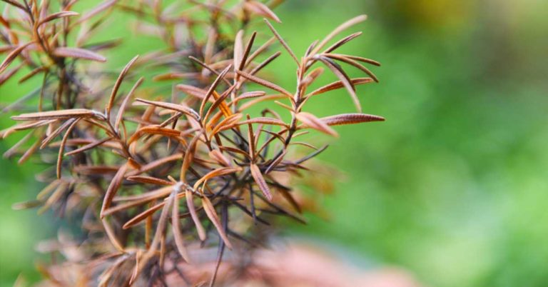 10 Reasons Why Your Plants' Leaves Are Turning Brown - The Garden Magazine