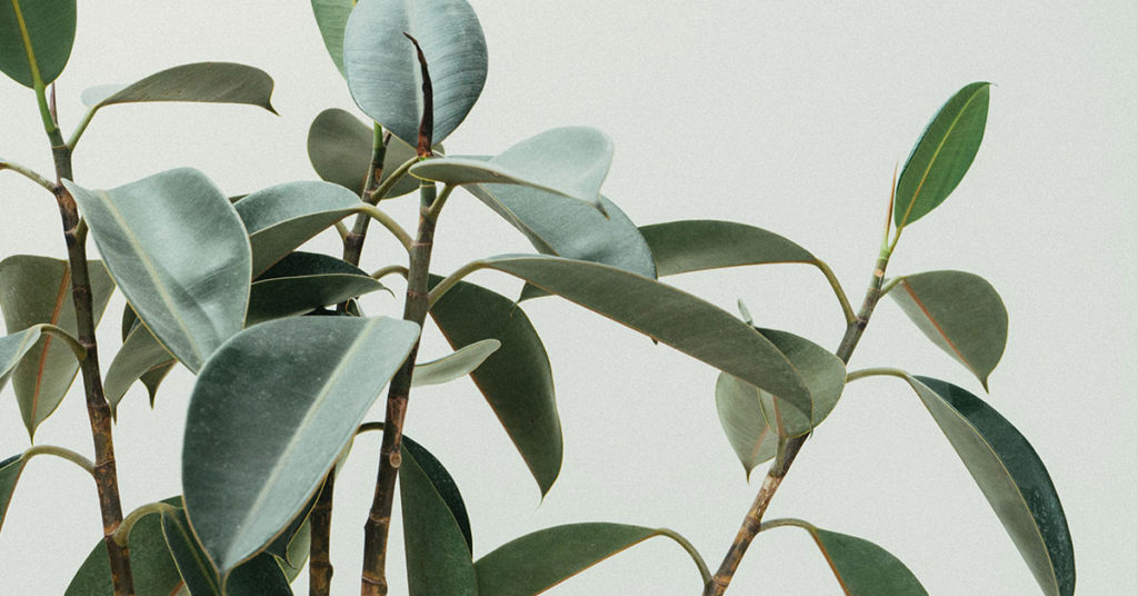 15 Houseplants That Can Live 50+ Years - The Garden Magazine