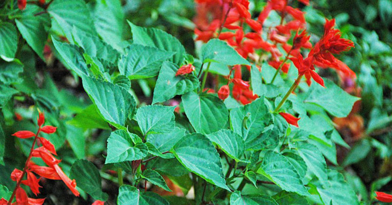 Scarlet Sage Growing And Care Guide - The Garden Magazine