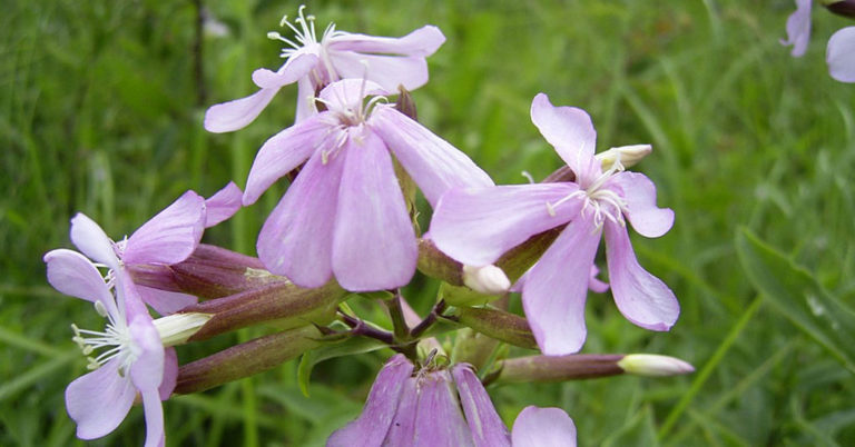 Soapwort Growing And Care Guide - The Garden Magazine