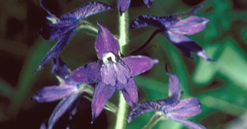 6 Flowers That Look Like Eyes - The Garden Magazine