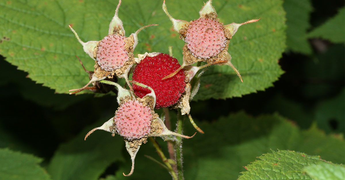 Thimbleberry Growing And Care Guide - The Garden Magazine