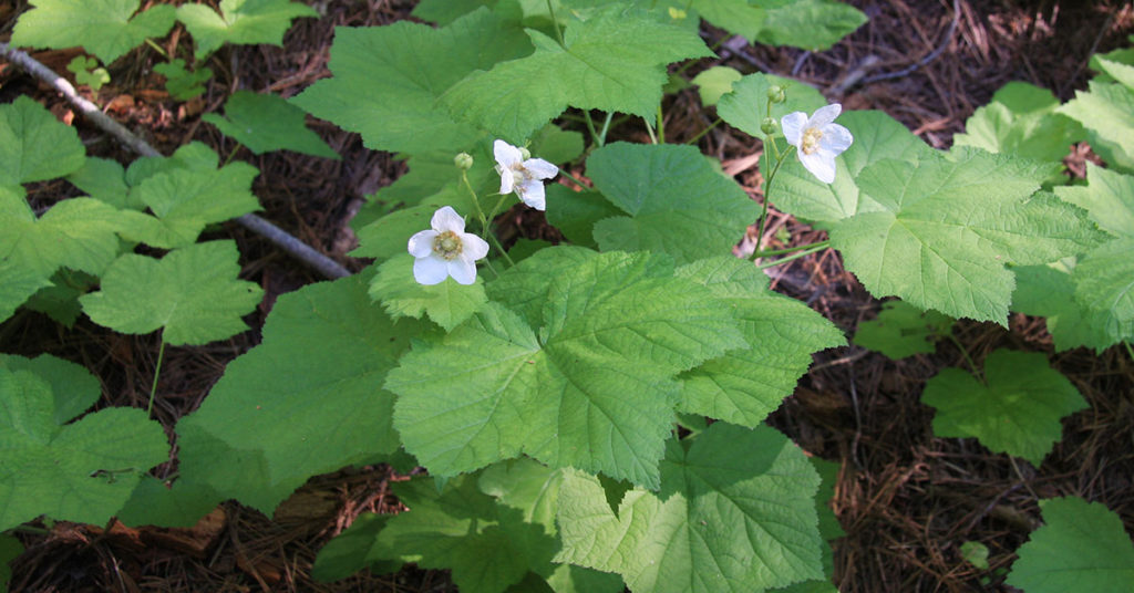 Thimbleberry Growing And Care Guide - The Garden Magazine