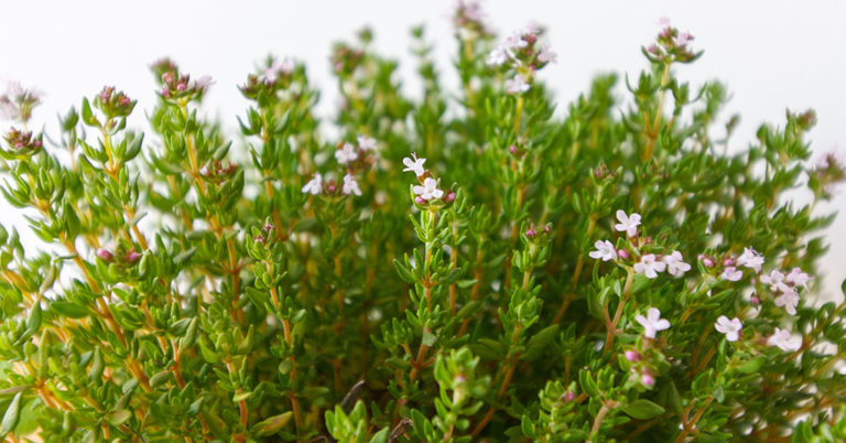Thyme Growing And Care Guide - The Garden Magazine