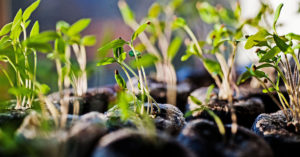 How To Fix And Prevent Tomato Root Rot - The Garden Magazine