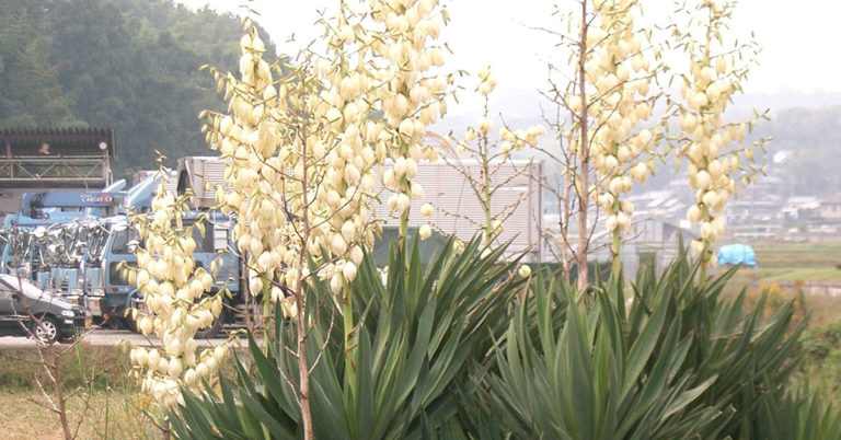 Yucca Seeds: Harvesting, Propagation, & Care - The Garden Magazine