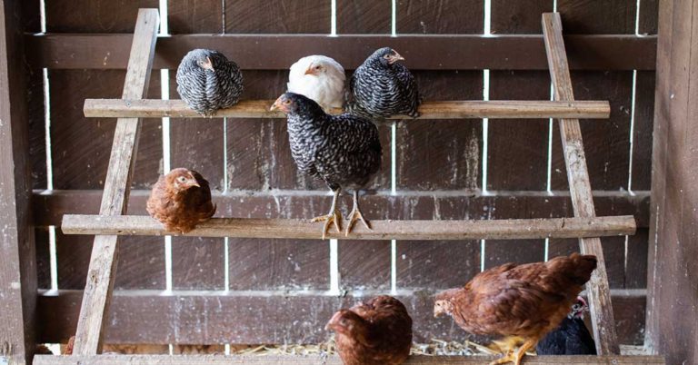 Novogen Chicken Care, Personality, And More - The Garden Magazine