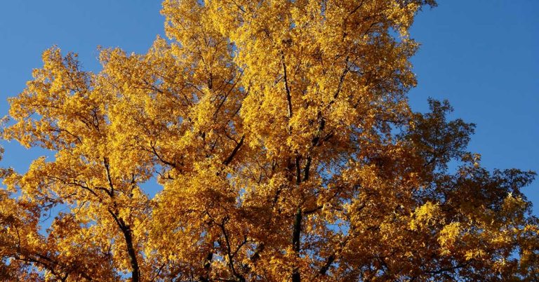 8 Trees With Orange Fall Leaves - The Garden Magazine