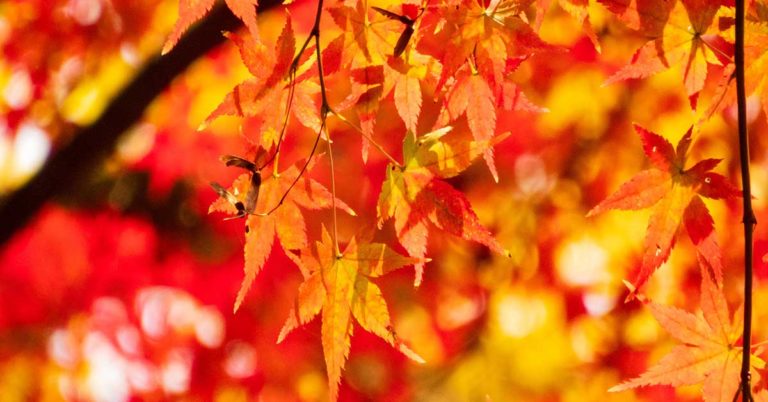 8 Trees With Orange Fall Leaves - The Garden Magazine
