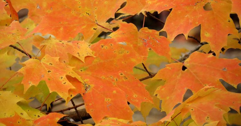 8 Trees With Orange Fall Leaves - The Garden Magazine