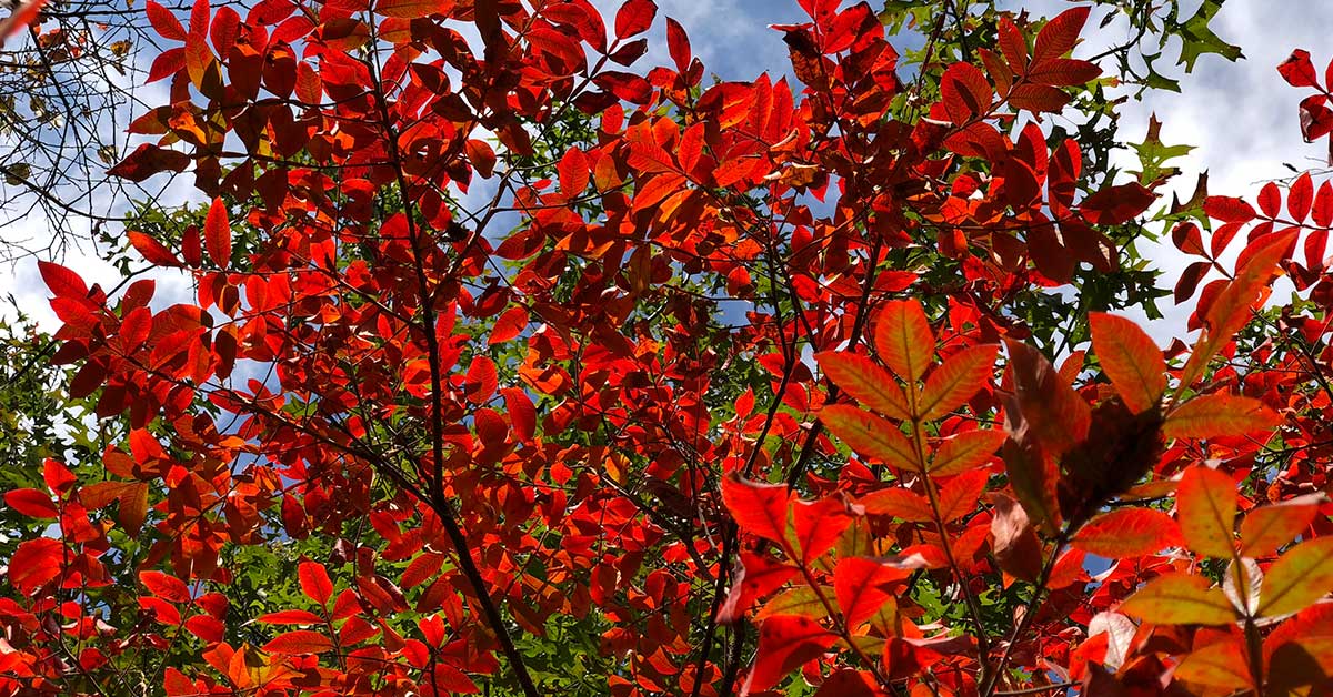8 Shrubs with Vibrant Fall Foliage - The Garden Magazine