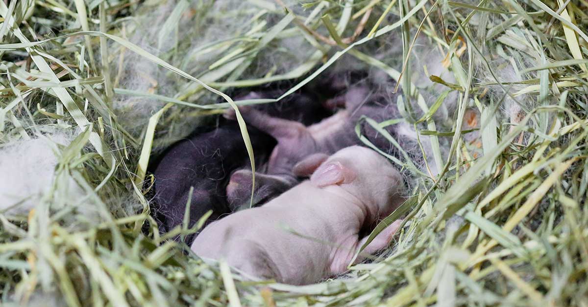Ultimate Guide To Pregnant Rabbit Care - The Garden Magazine
