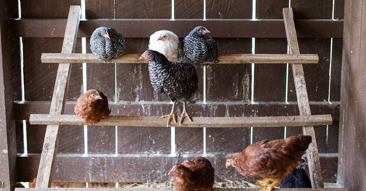 How Many Chickens Should You Buy? - The Garden Magazine