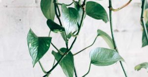 How To Prune Pothos - Pothos Pruning Guide - The Garden Magazine