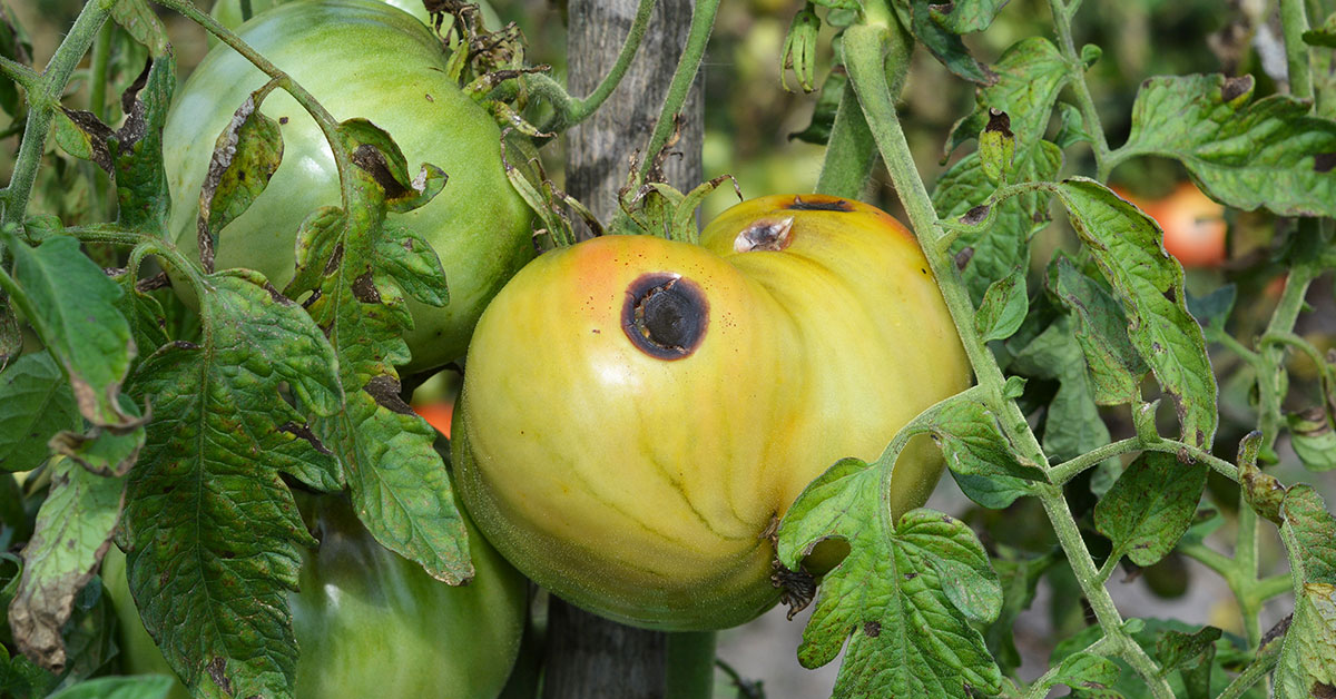 8 Ways To Fix And Prevent Tomato Root Rot - The Garden Magazine