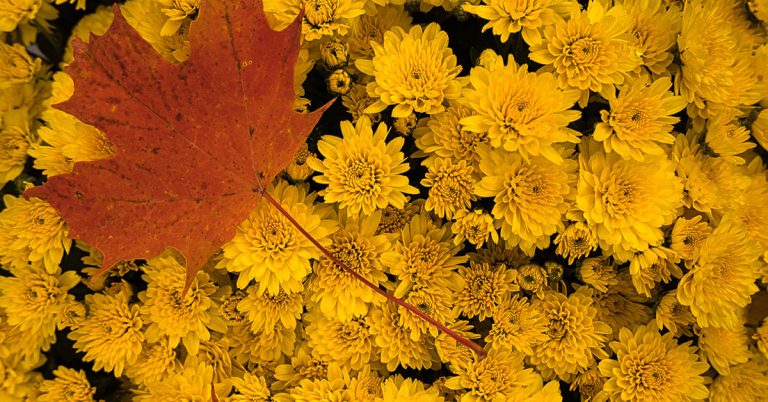 10 Fall-Blooming Perennials to Enjoy in October - The Garden Magazine