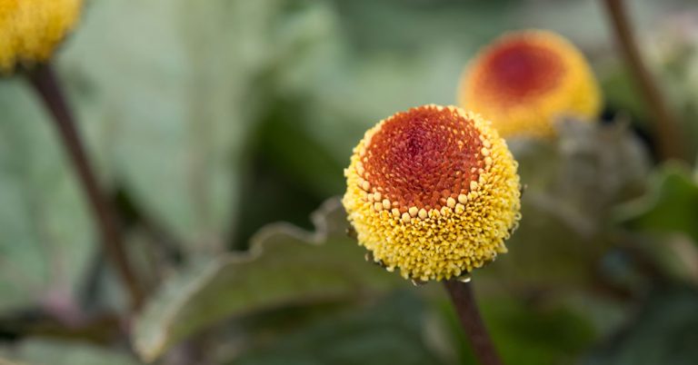 6 Flowers That Look Like Eyes - The Garden Magazine
