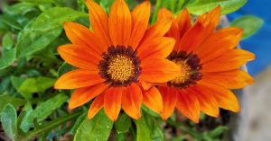 12 Flowers That Look Like Fire - The Garden Magazine
