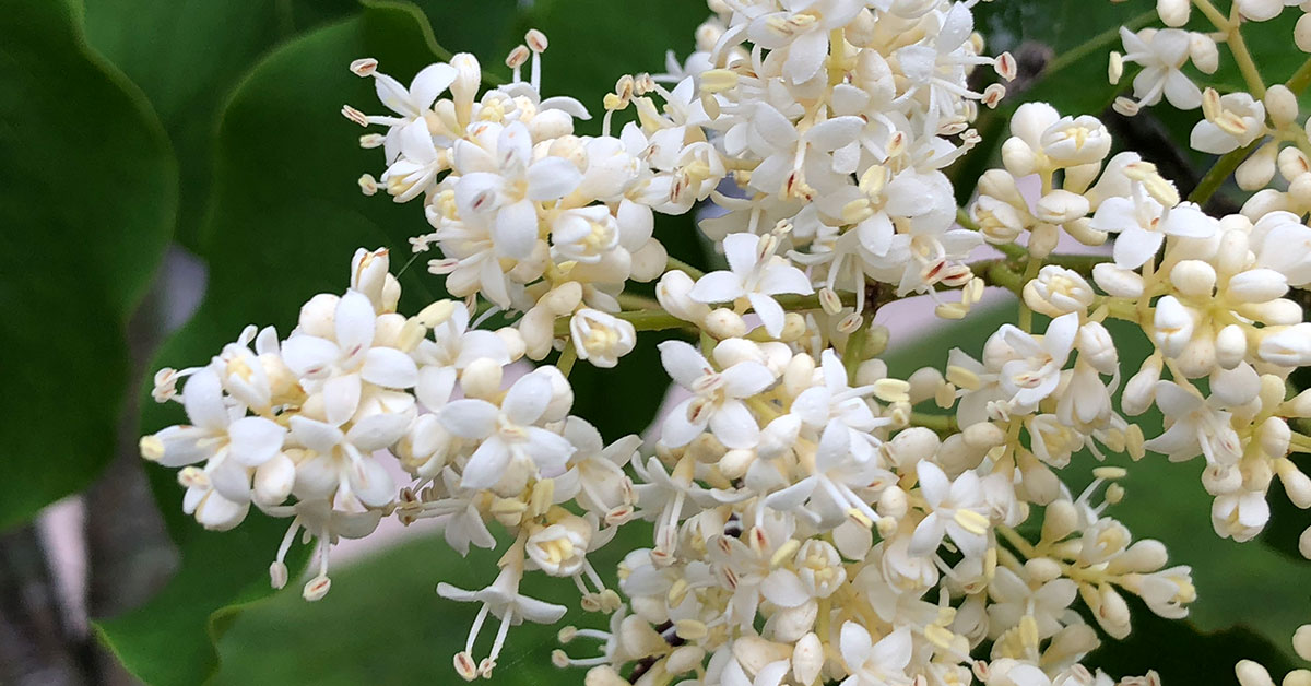 Why Lilacs Are the Ultimate Nostalgic Flower And How to Grow Them - The Garden Magazine